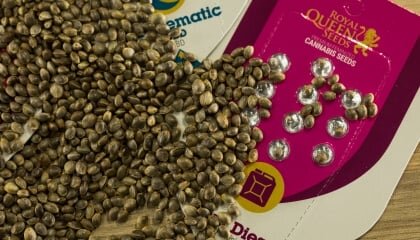 Royal Queen Seeds – Cannabis Samen Indoor & Outdoor kaufen