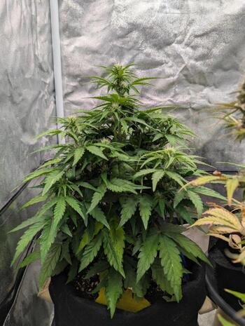 Epsilon F1 Review – Wirkung, Genetik & THC-Gehalt im Test