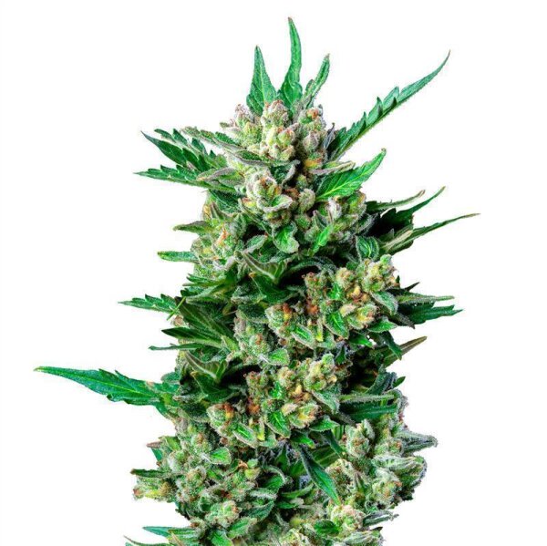 Royal Queen Seeds – Cannabis Samen Indoor & Outdoor kaufen